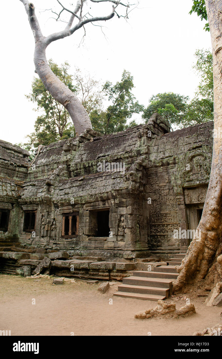 Tree Growing from Roof of Ancient Temple Stock Photo - Alamy