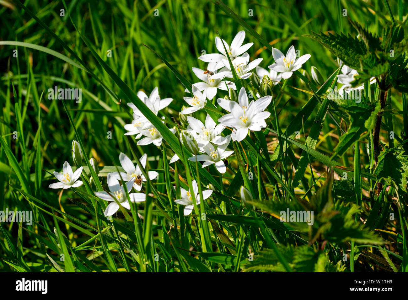 Star of Bethlehem Ornithogalum umbellatum growing in Cwm woods North ...