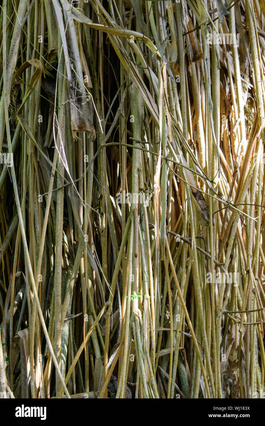 Dry cane beautifully illuminated by sunlight. Texture. Background Stock ...