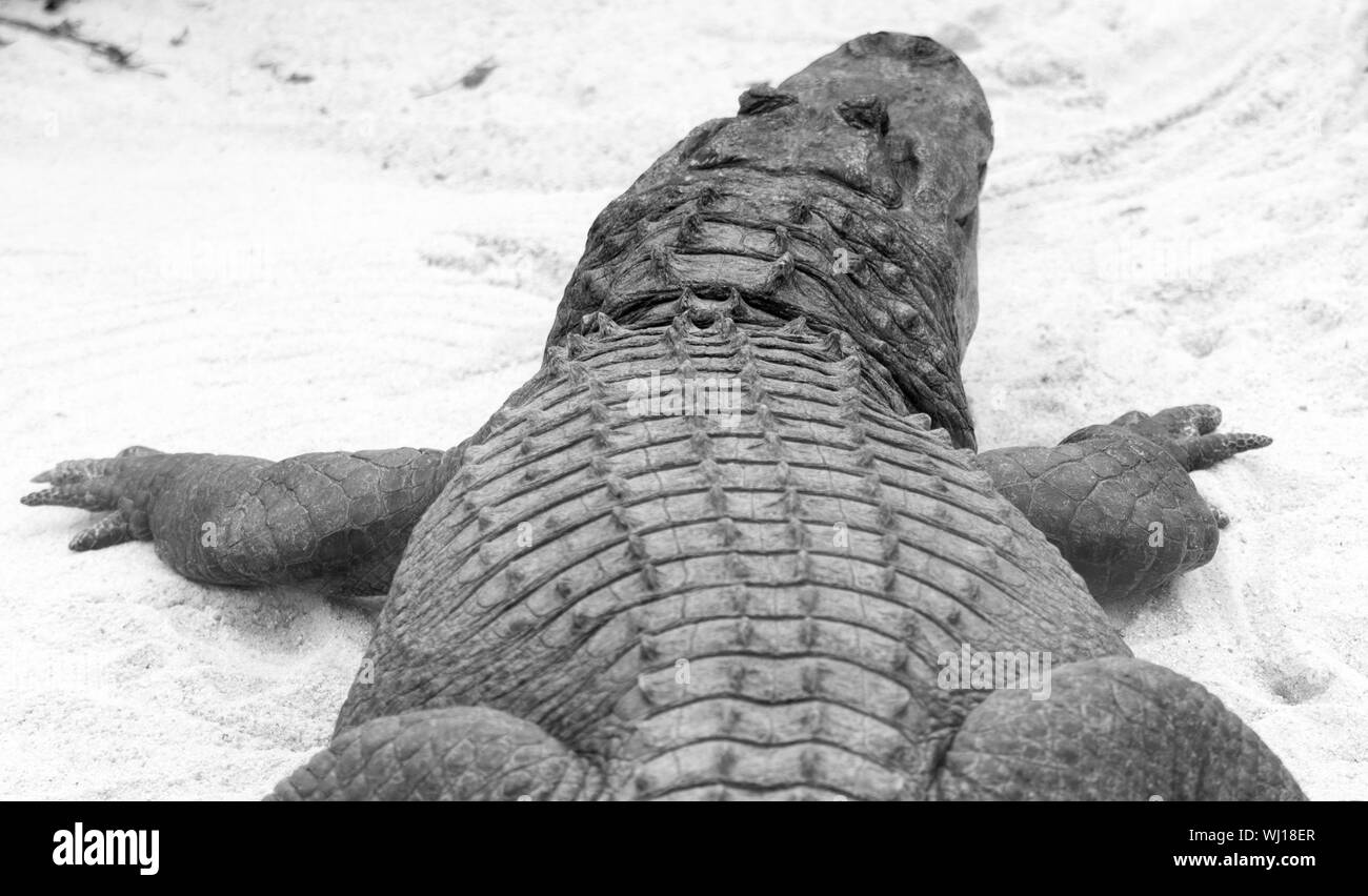 Alligator On Sand High Resolution Stock Photography and Images - Alamy