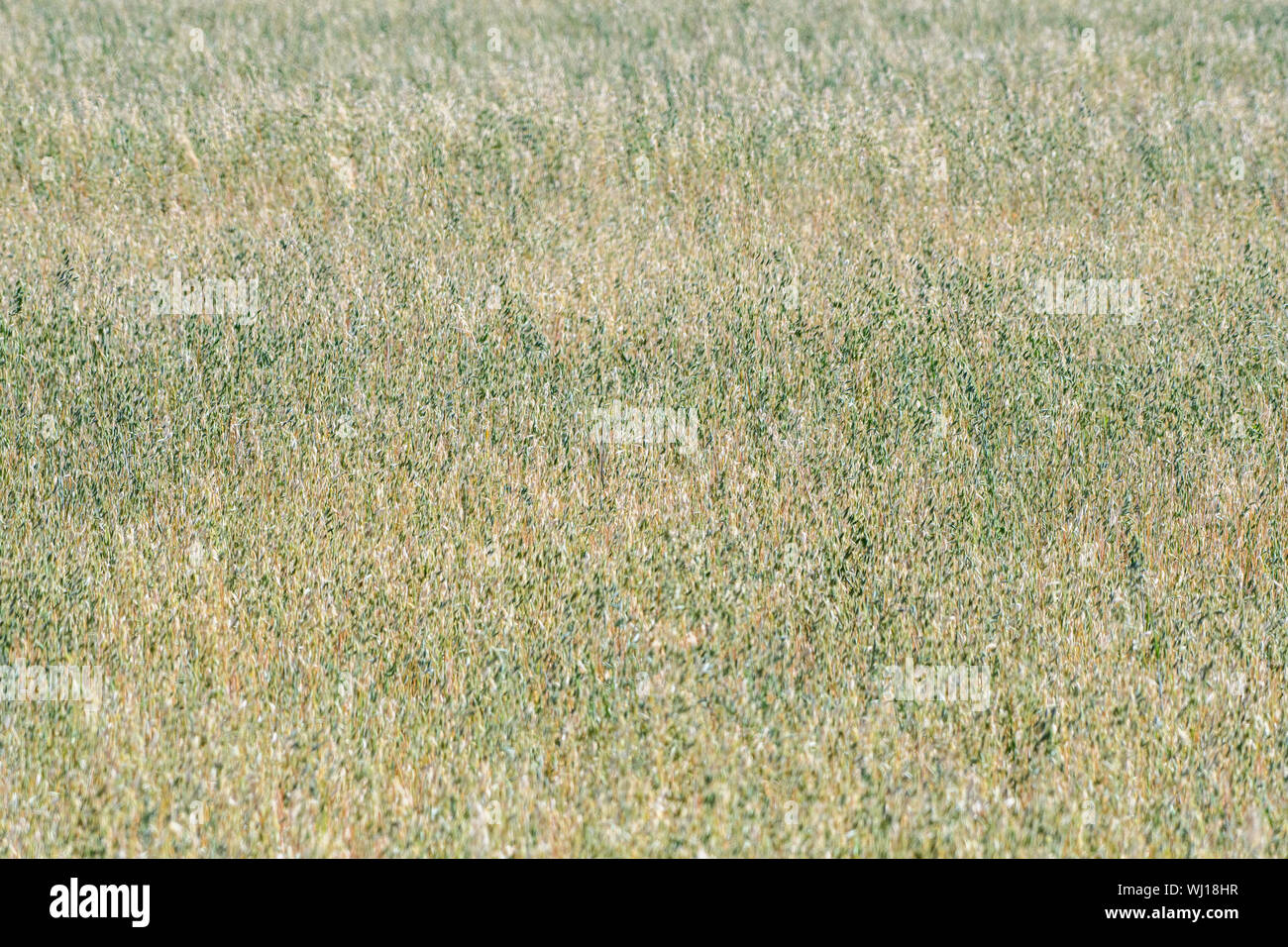 Oats texture hi-res stock photography and images - Alamy