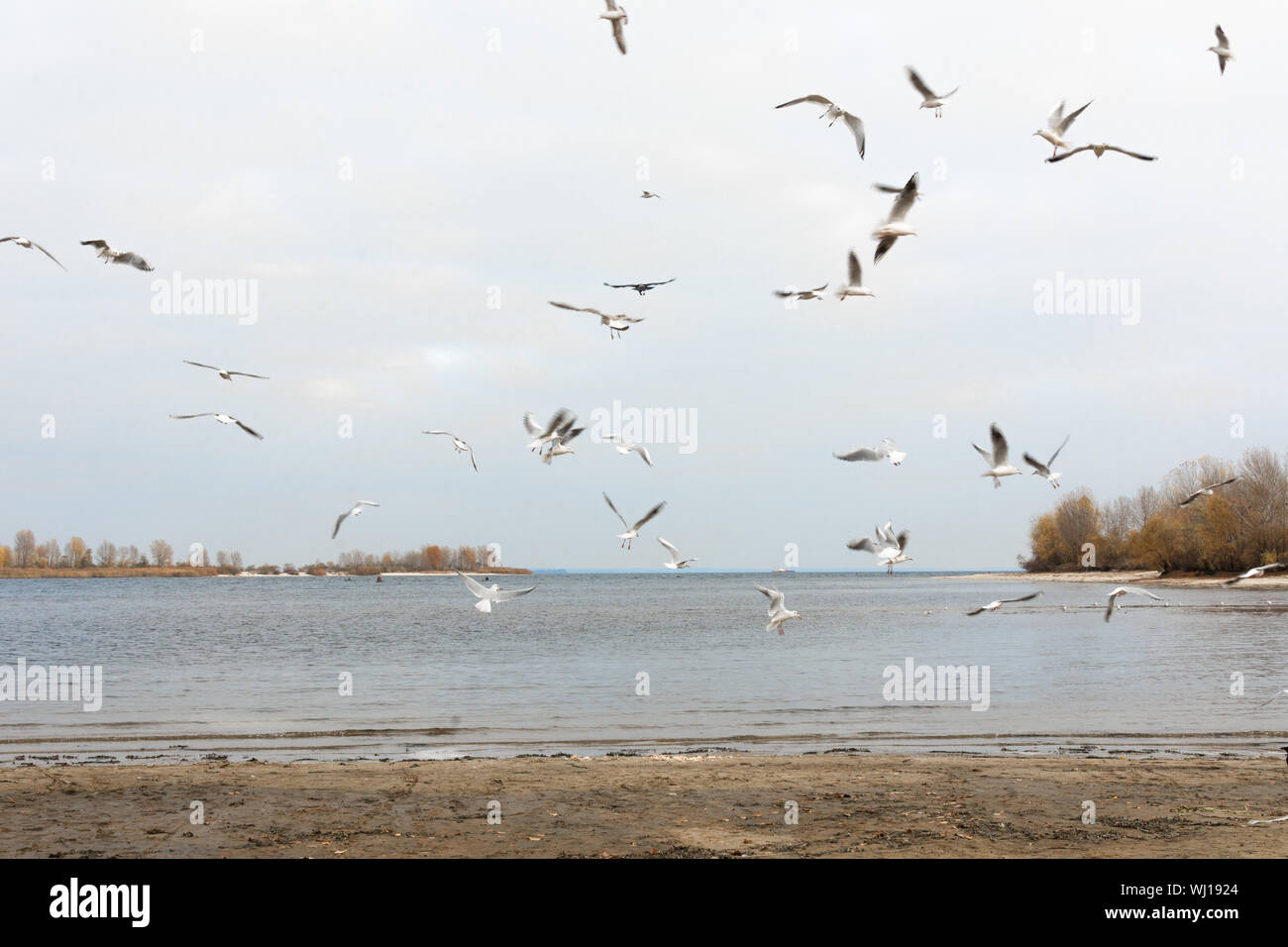 Seagulls are flying above the sea. Sea birds. Seascape Stock Photo - Alamy