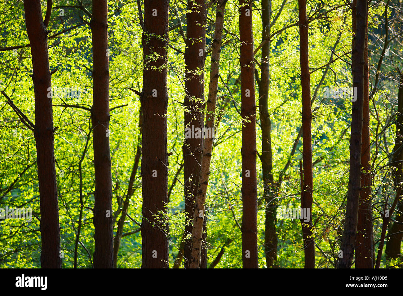 Row of Trees in Forest Stock Photo - Alamy