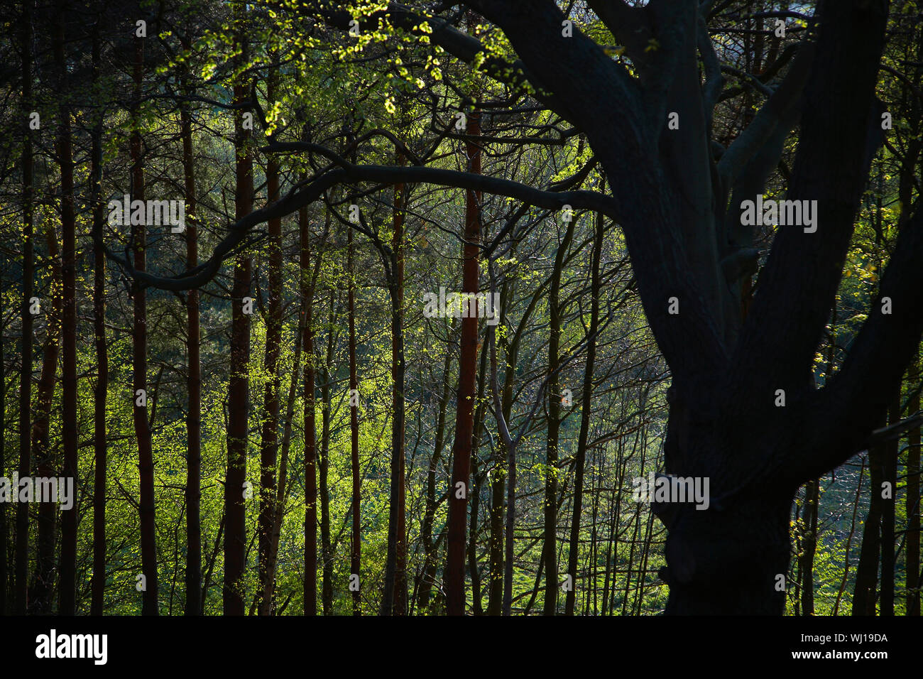 Row of Trees in Forest Stock Photo - Alamy