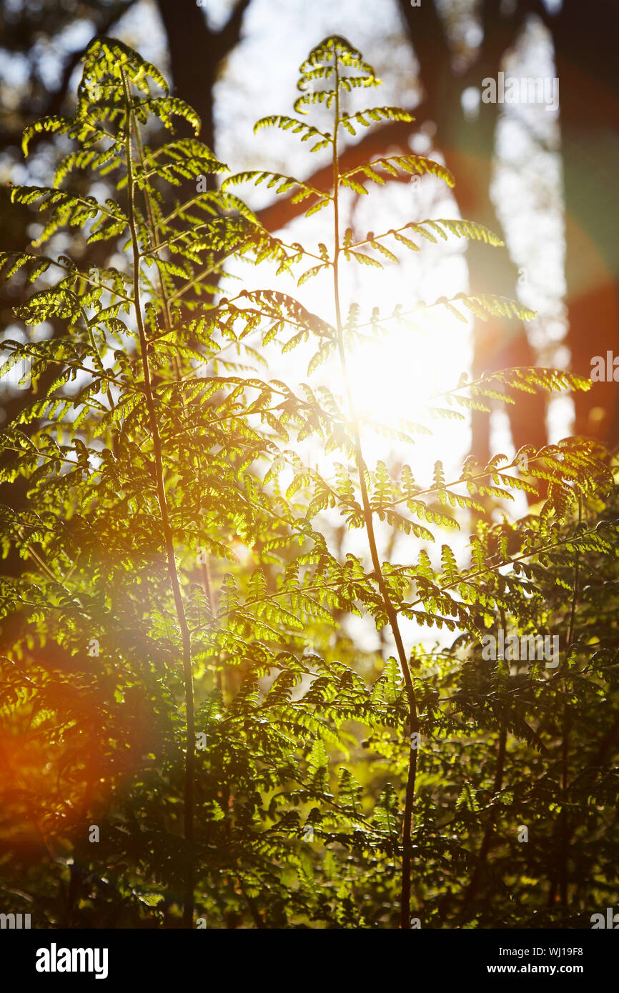Sunlight in Trees Stock Photo - Alamy