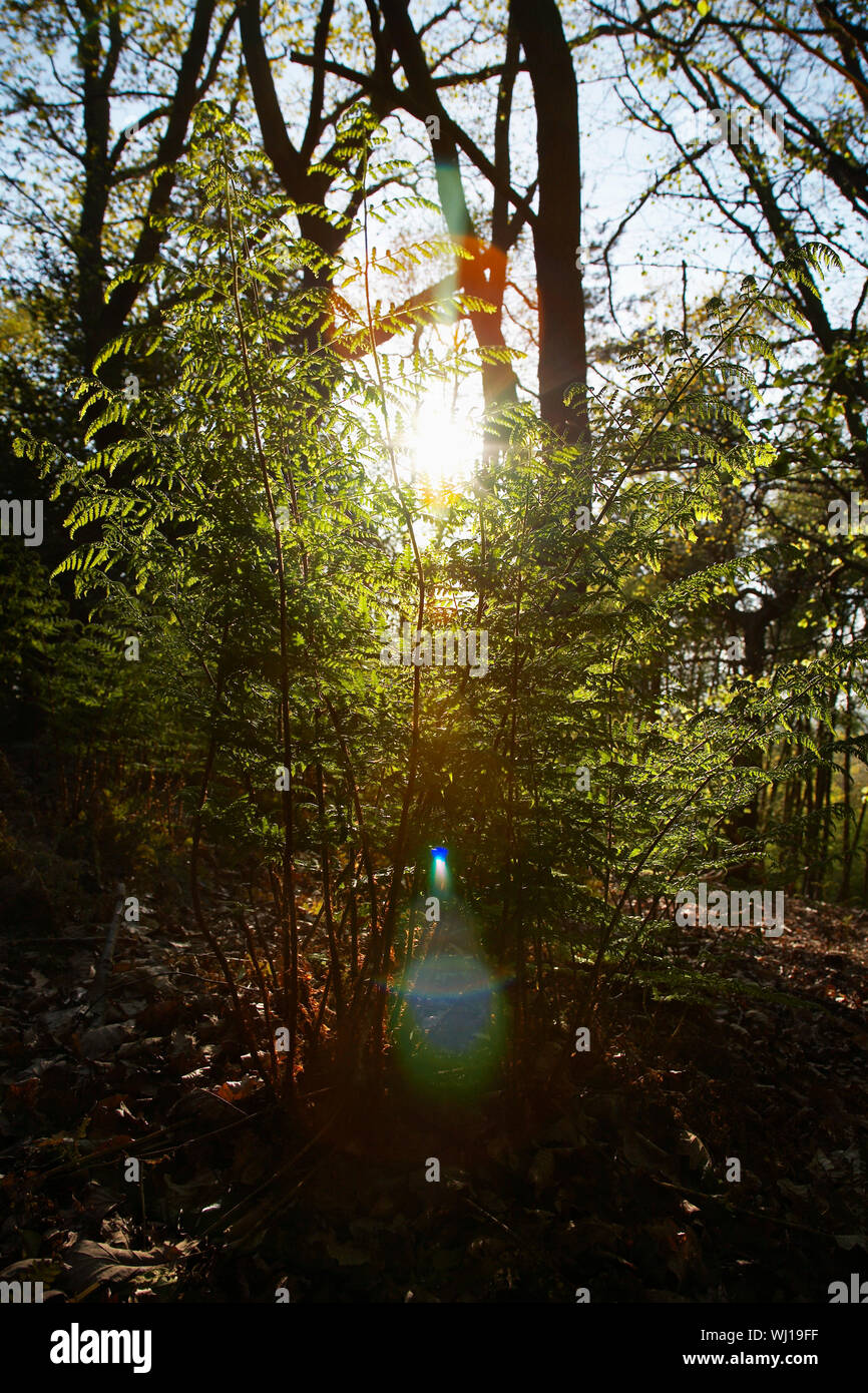 Sunlight in Trees Stock Photo - Alamy