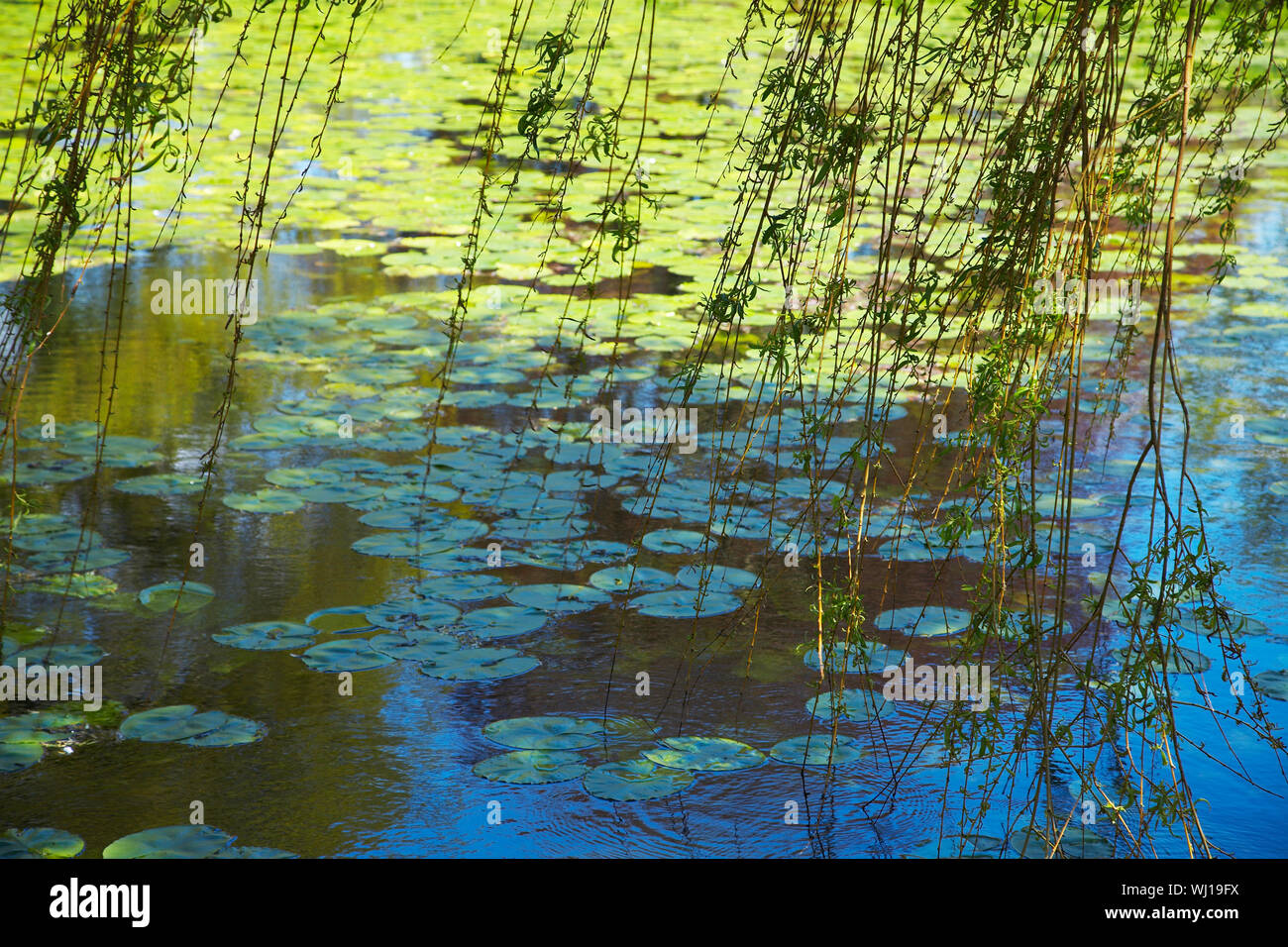 Pad covered hi-res stock photography and images - Alamy