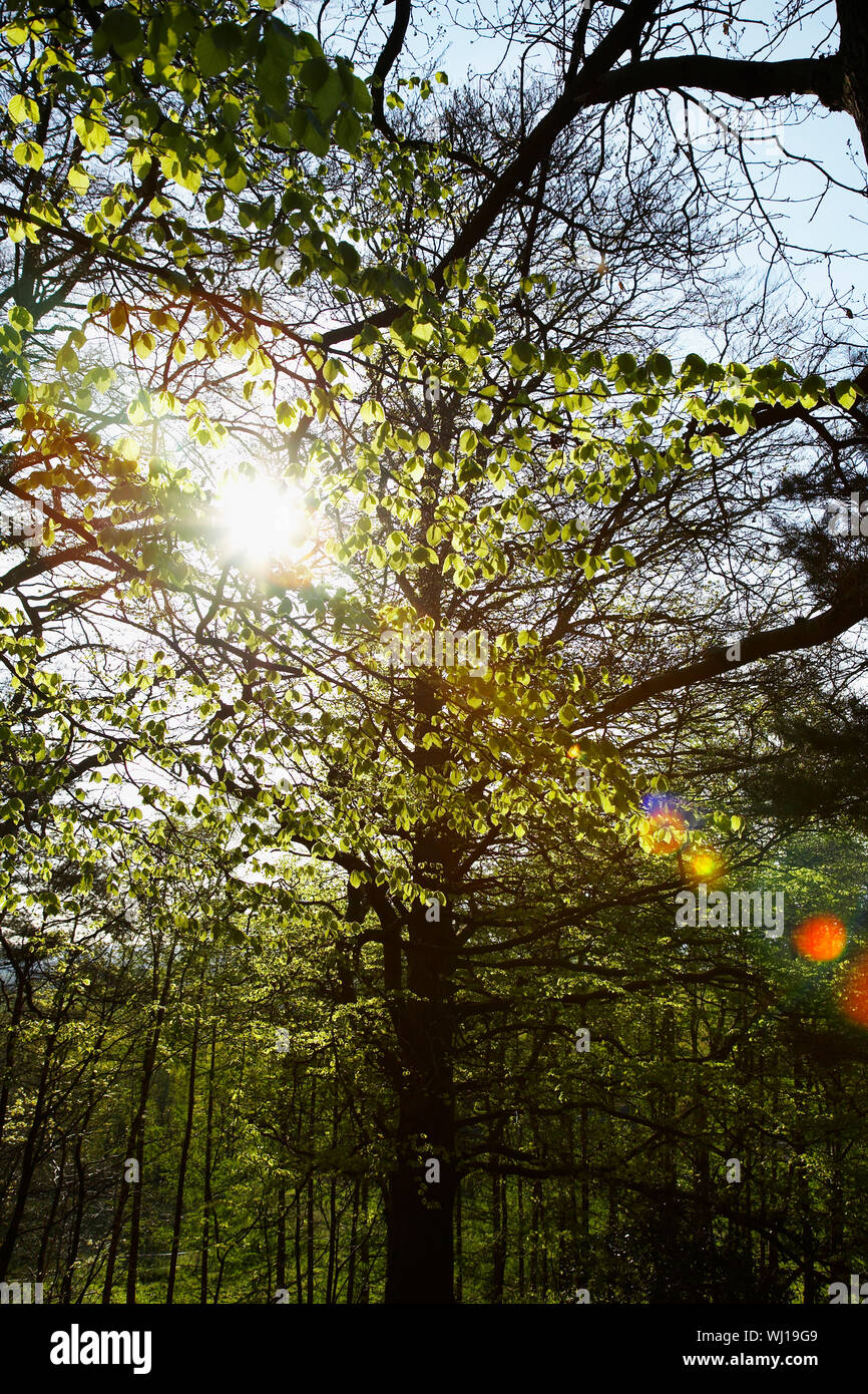 Sunlight in Trees Stock Photo - Alamy