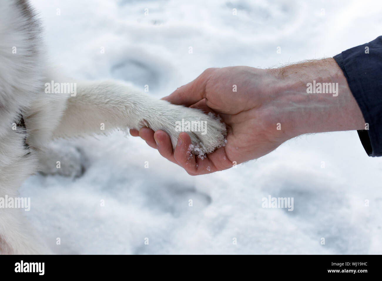Dog paw in a human arm. Dog and people friendship concept Stock Photo ...