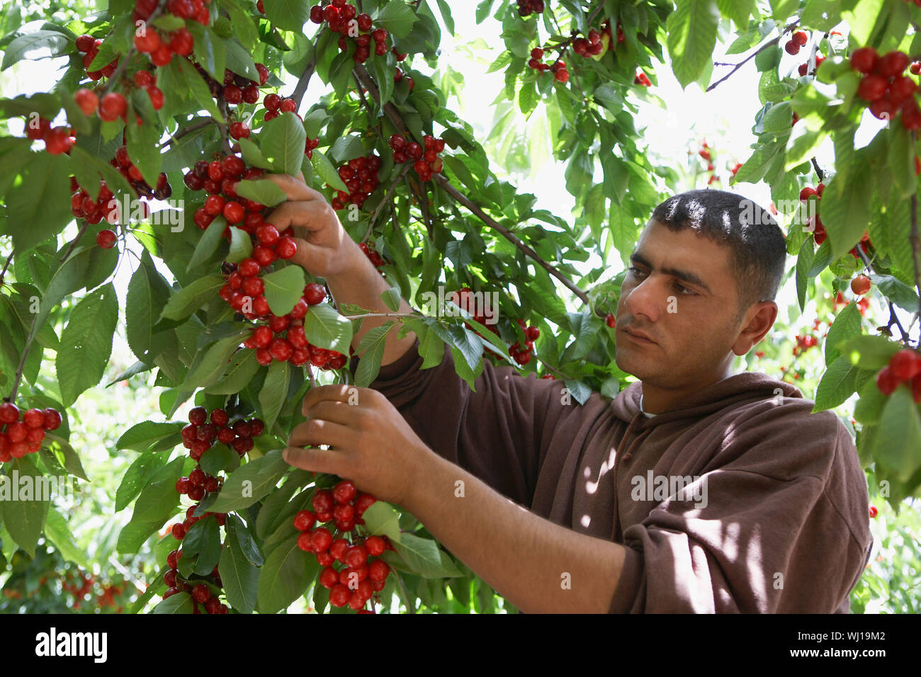 Middle aged man plucking fresh cherries from tree Stock Photo - Alamy