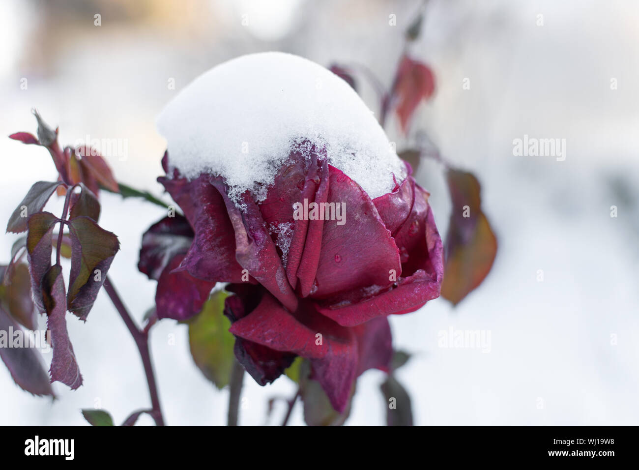 Rose frozen hi-res stock photography and images - Alamy