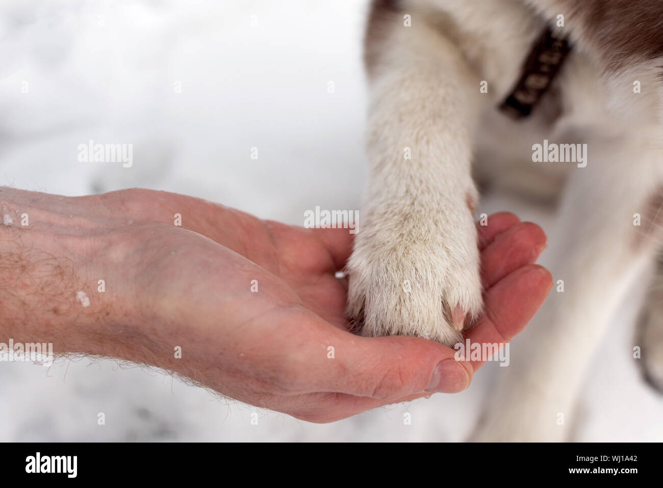 Dog paw in a human arm. Dog and people friendship concept Stock Photo ...