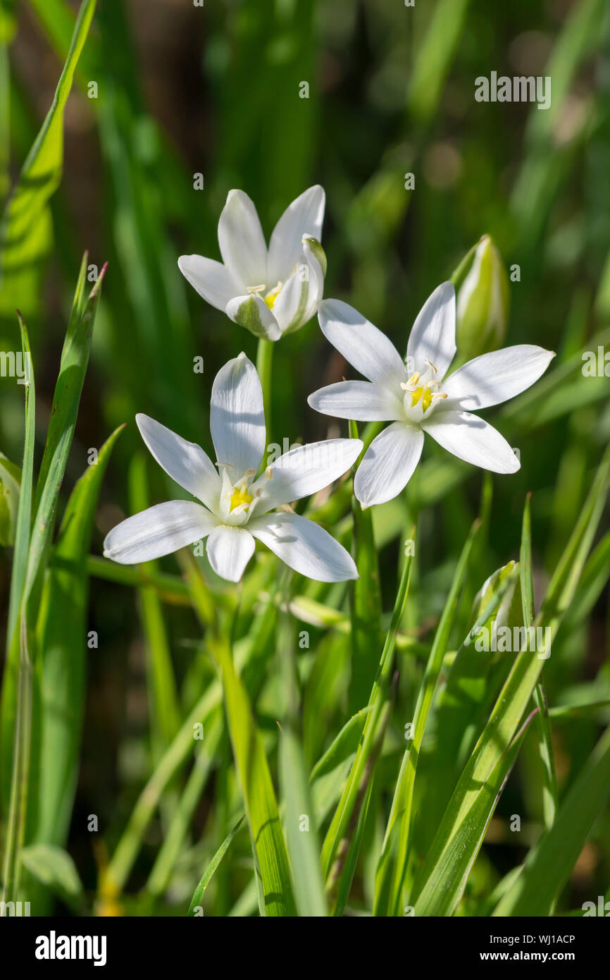 Bethlehem wales hi-res stock photography and images - Alamy