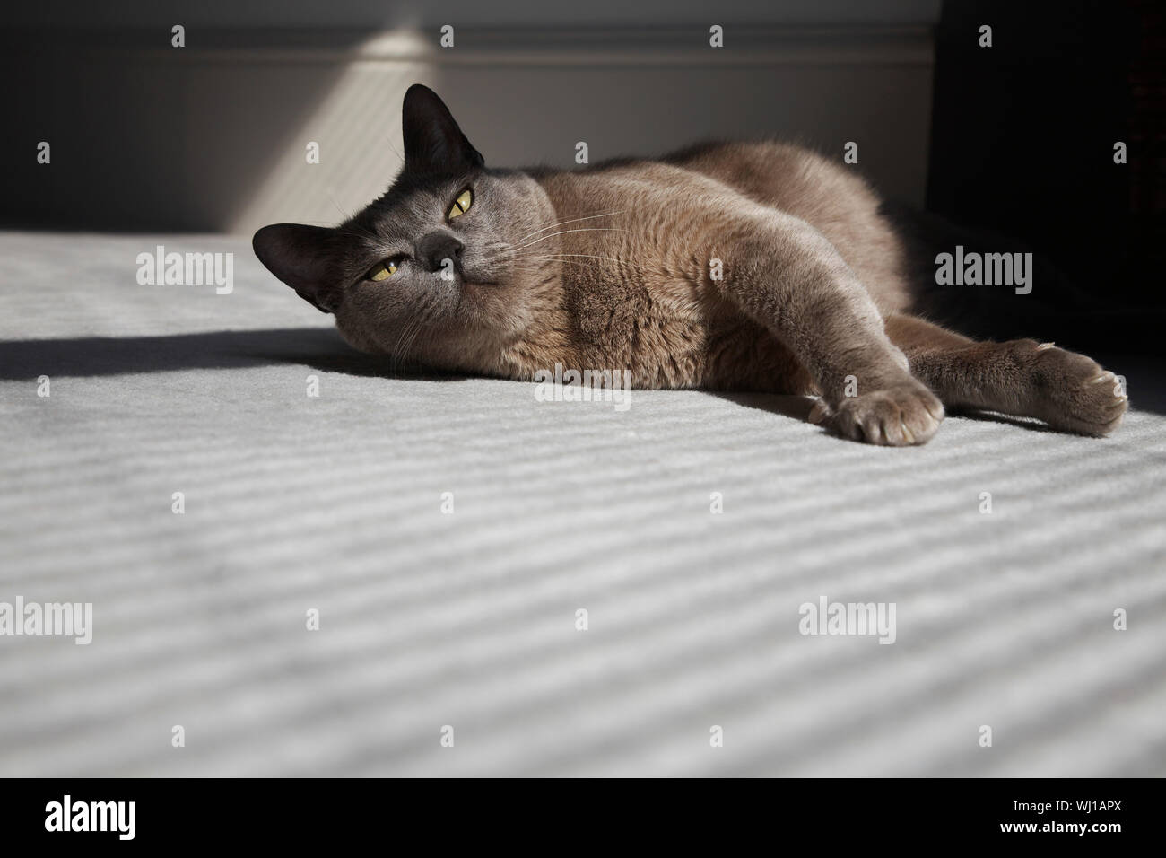 Cat floor lay down hi-res stock photography and images - Alamy