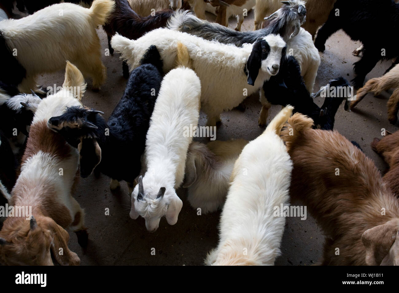 Dubai, UAE, Goats for sale at Shindagha Market in Bur Dubai Stock Photo ...