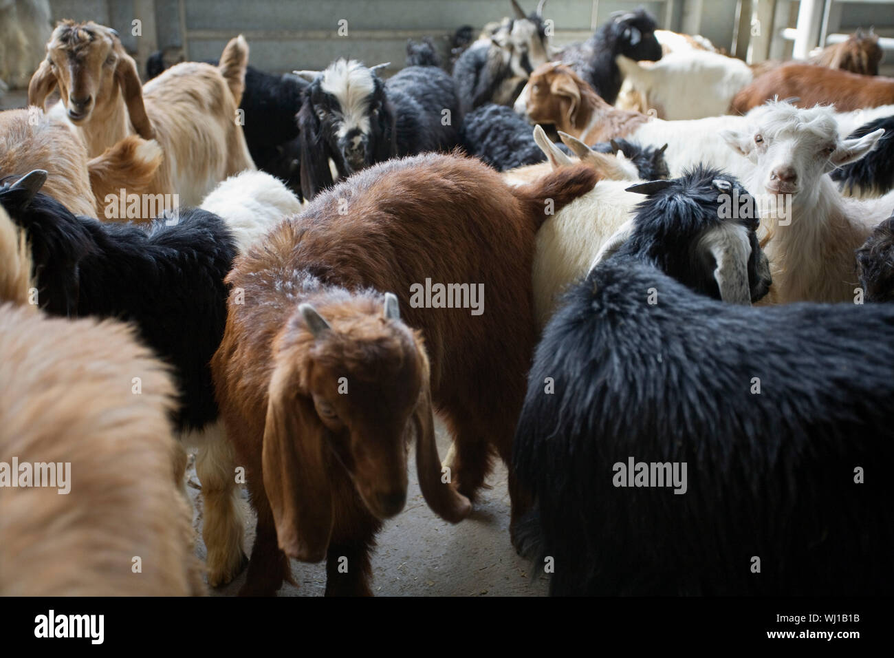 Dubai, UAE, Goats for sale at Shindagha Market in Bur Dubai Stock Photo ...