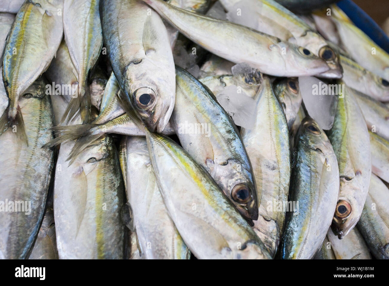 Dubai, UAE, Fresh fish for sale at Shindagha Market in Bur Dubai Stock ...