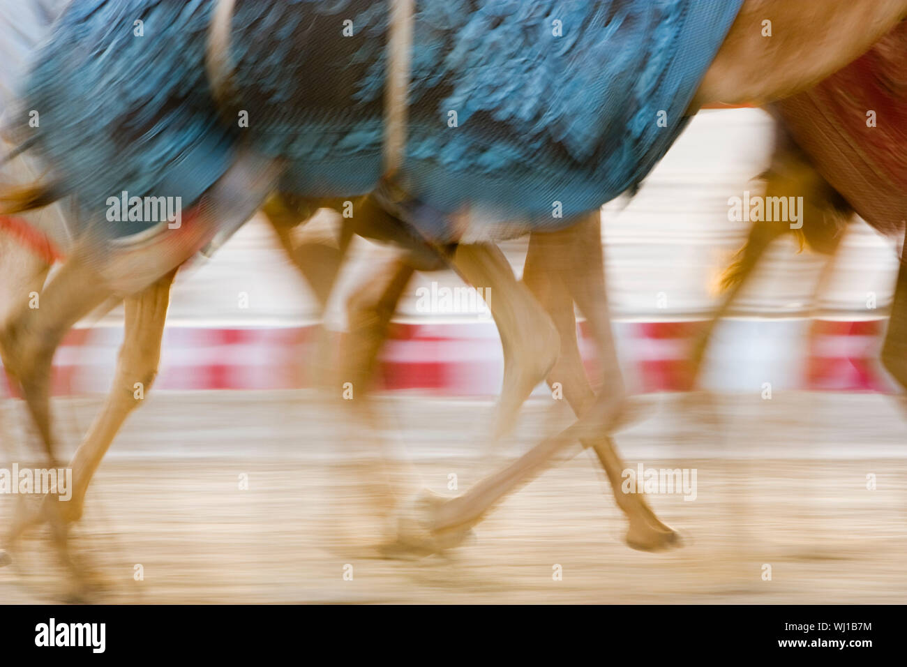 Dubai, UAE, Blurred motion of camels running during training at Nad Al ...