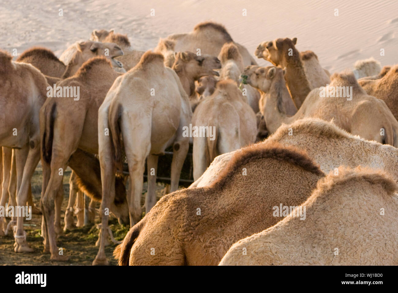 UAE, Dubai, camels feeding at a farm in the desert outside of Dubai ...