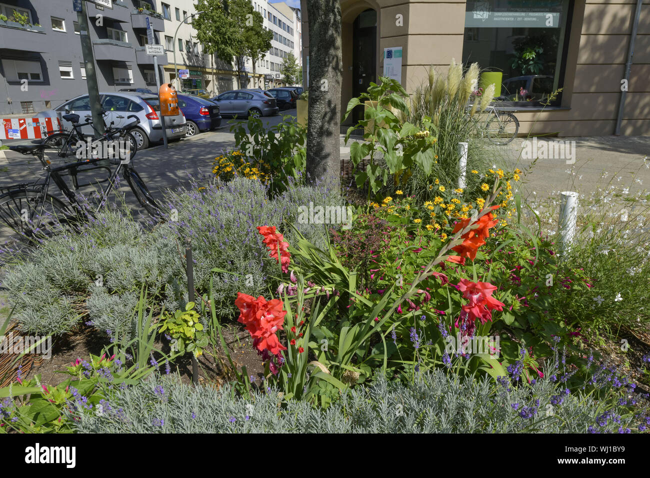 Tree disc, tree discs, planting of grass, plantation, Berlin, flower ...