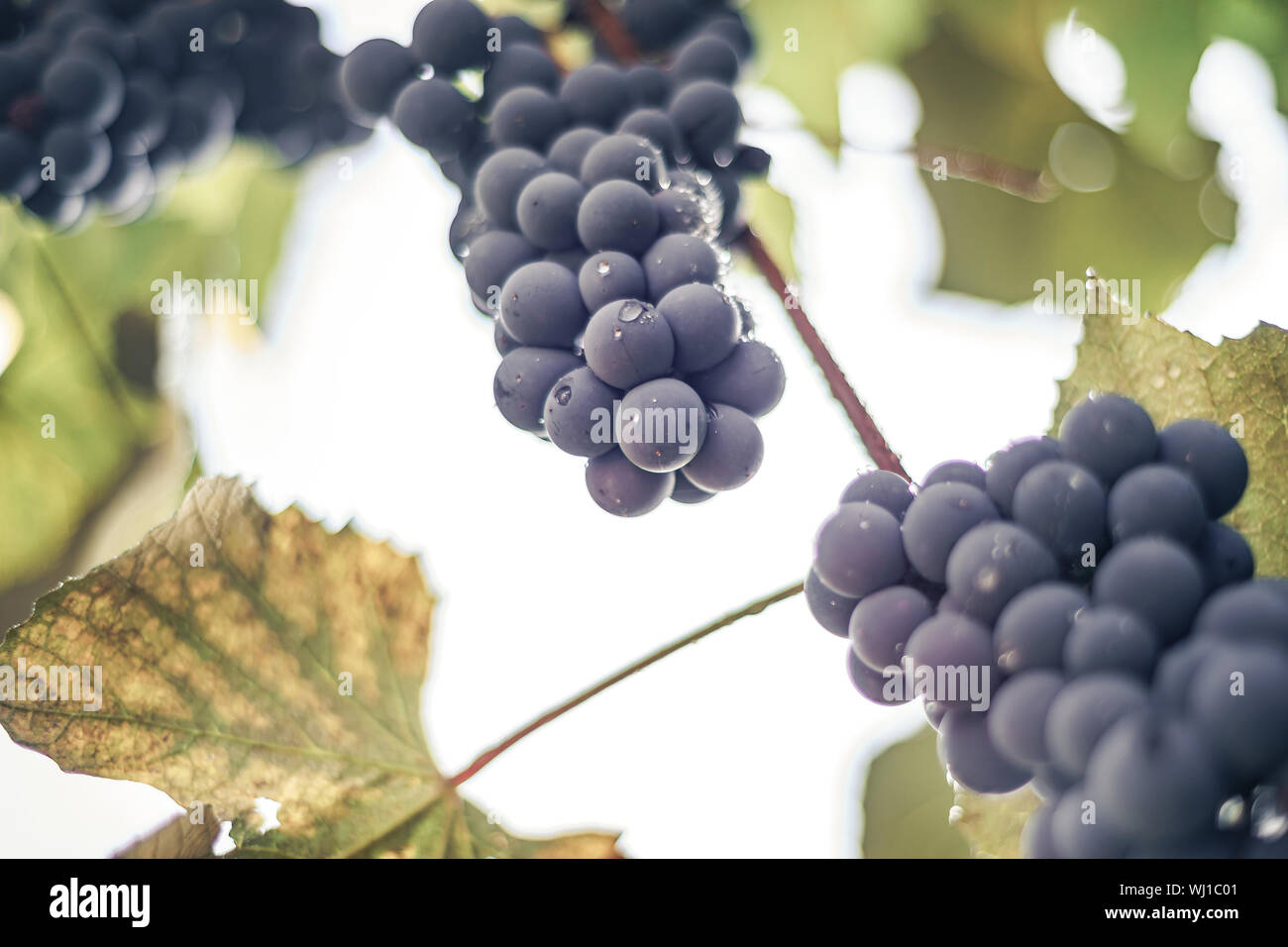 Beautiful fresh bunch of blue grapes on a growing grapevine background ...