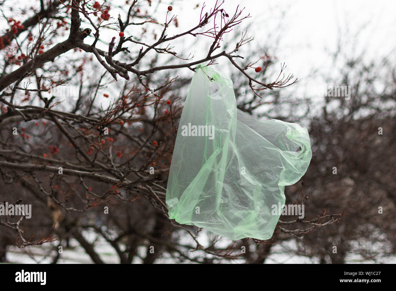 Plastic bag on the tree outside. Ecological problems concept Stock ...