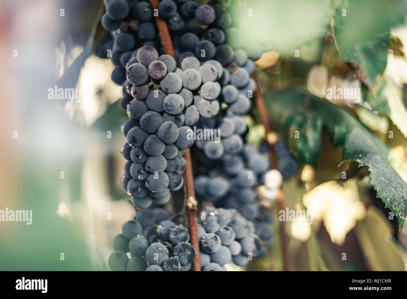 Beautiful fresh bunch of blue grapes on a growing grapevine background ...