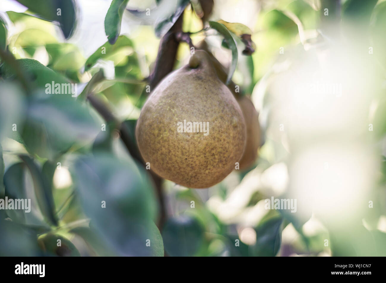 Beautiful fresh young pears growing on a tree. Close up Stock Photo - Alamy
