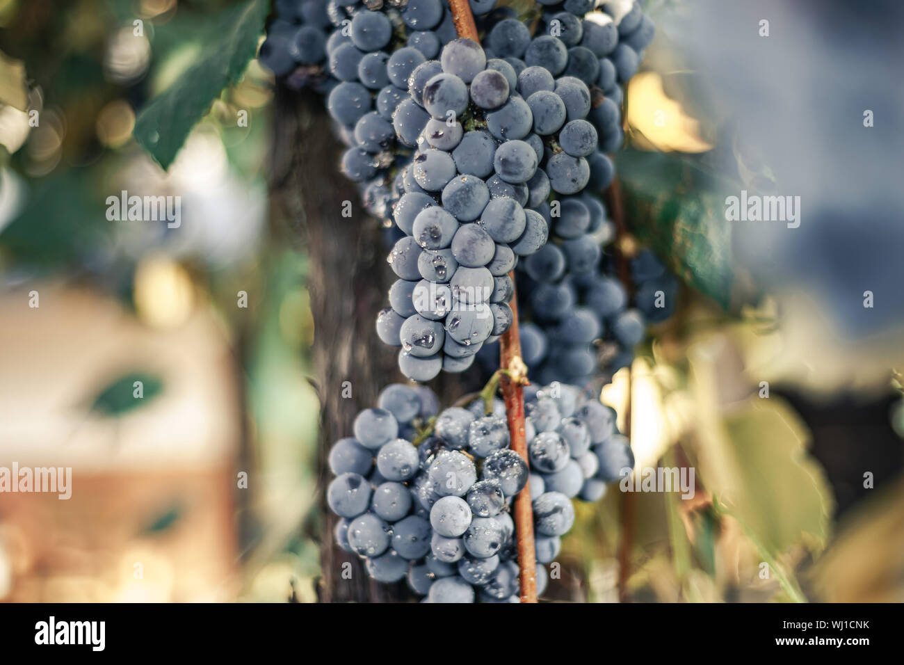 Beautiful fresh bunch of blue grapes on a growing grapevine background ...