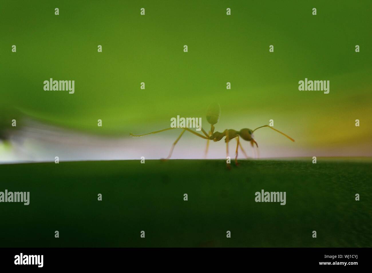 Ant side view hi-res stock photography and images - Alamy