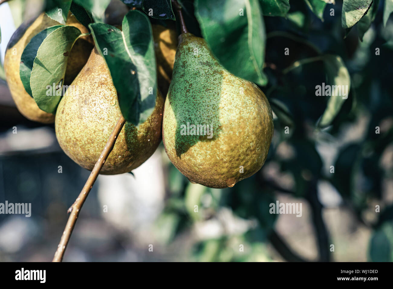 Beautiful fresh young pears growing on a tree. Close up Stock Photo - Alamy