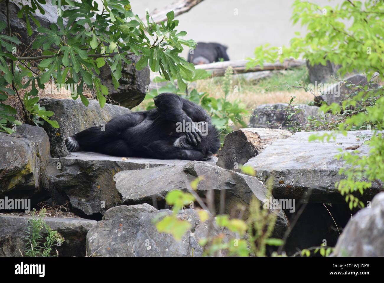 Gorilla Sleeping High Resolution Stock Photography and Images - Alamy