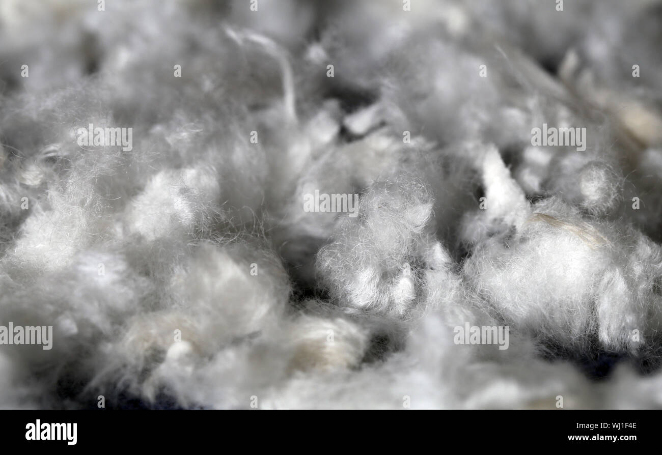 Soft hair poodle hi-res stock photography and images - Alamy
