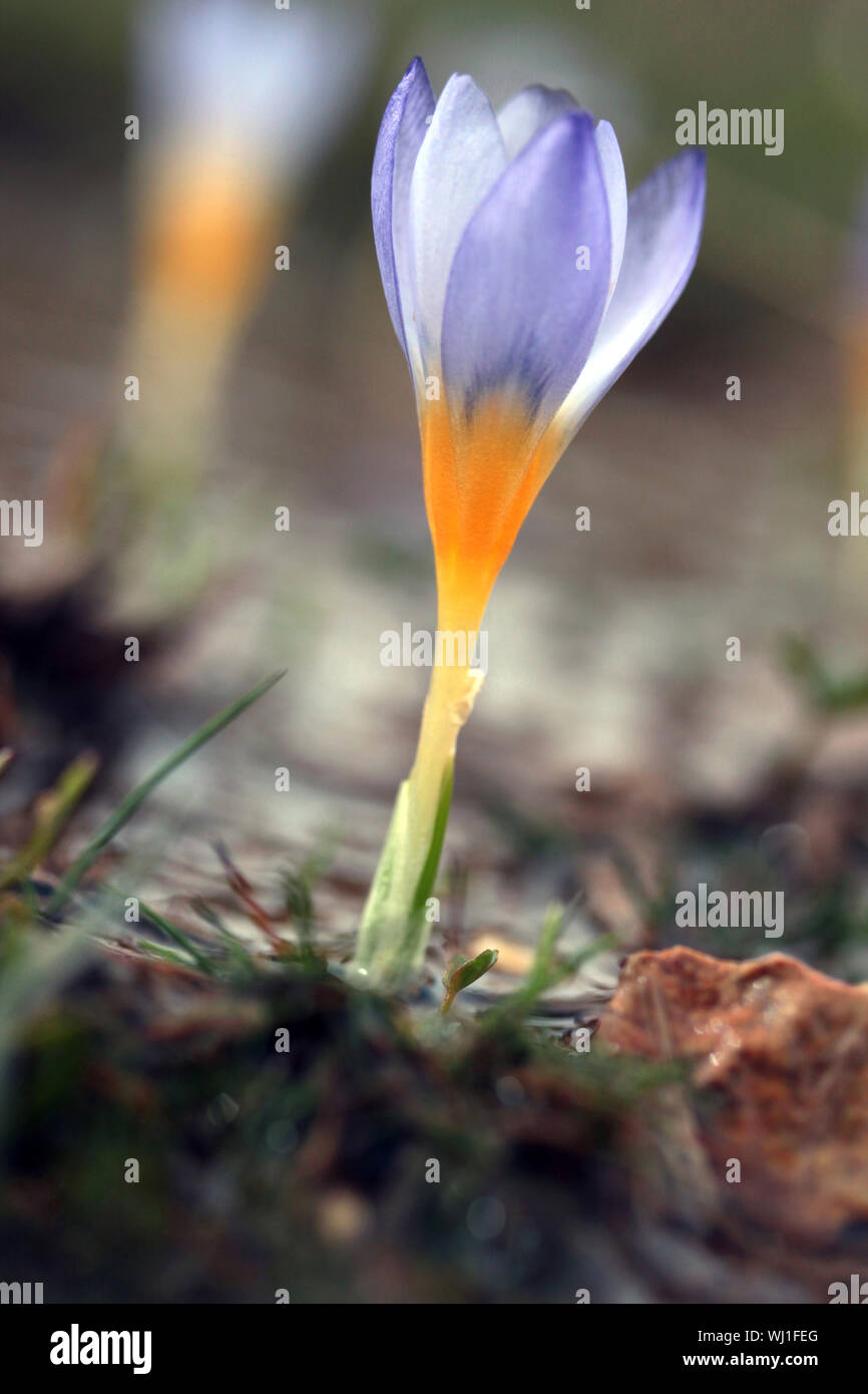 Crocus Flowers In Spring Stock Photo - Alamy