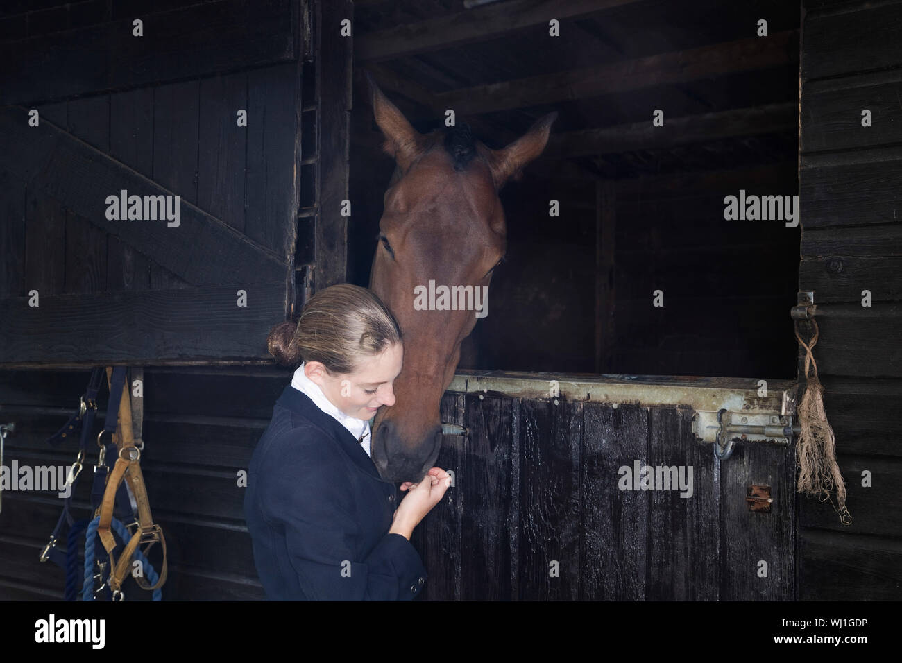 Young female horseback rider with horse in the stable Stock Photo - Alamy