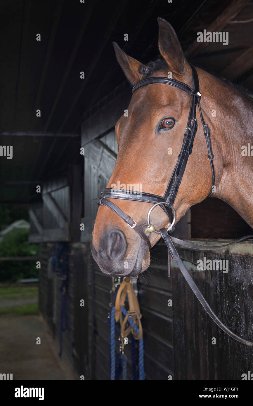 Side view of a brown horse in the stable Stock Photo - Alamy