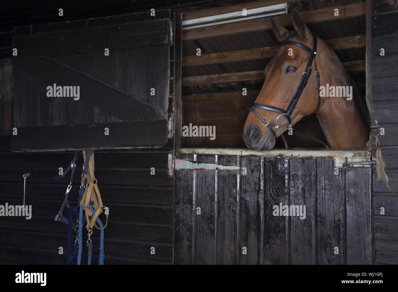 Brown horse in the stable Stock Photo - Alamy