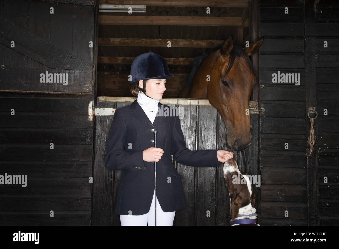 Young female horseback rider with horse and dog in the stable Stock ...