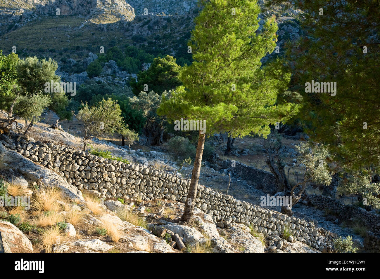 Rural landscape with stone walls Stock Photo - Alamy
