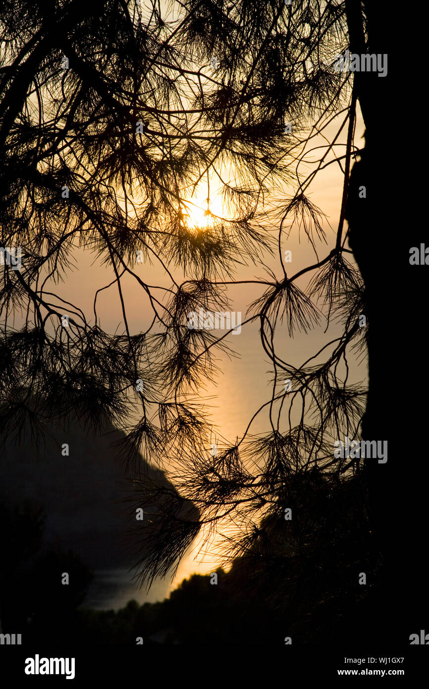 Tree at sunset Stock Photo - Alamy