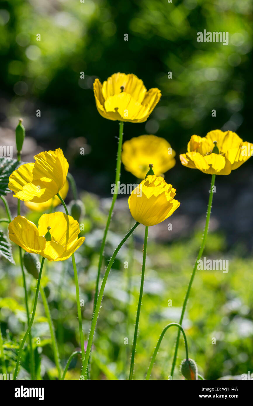 Welsh poppy hi-res stock photography and images - Alamy