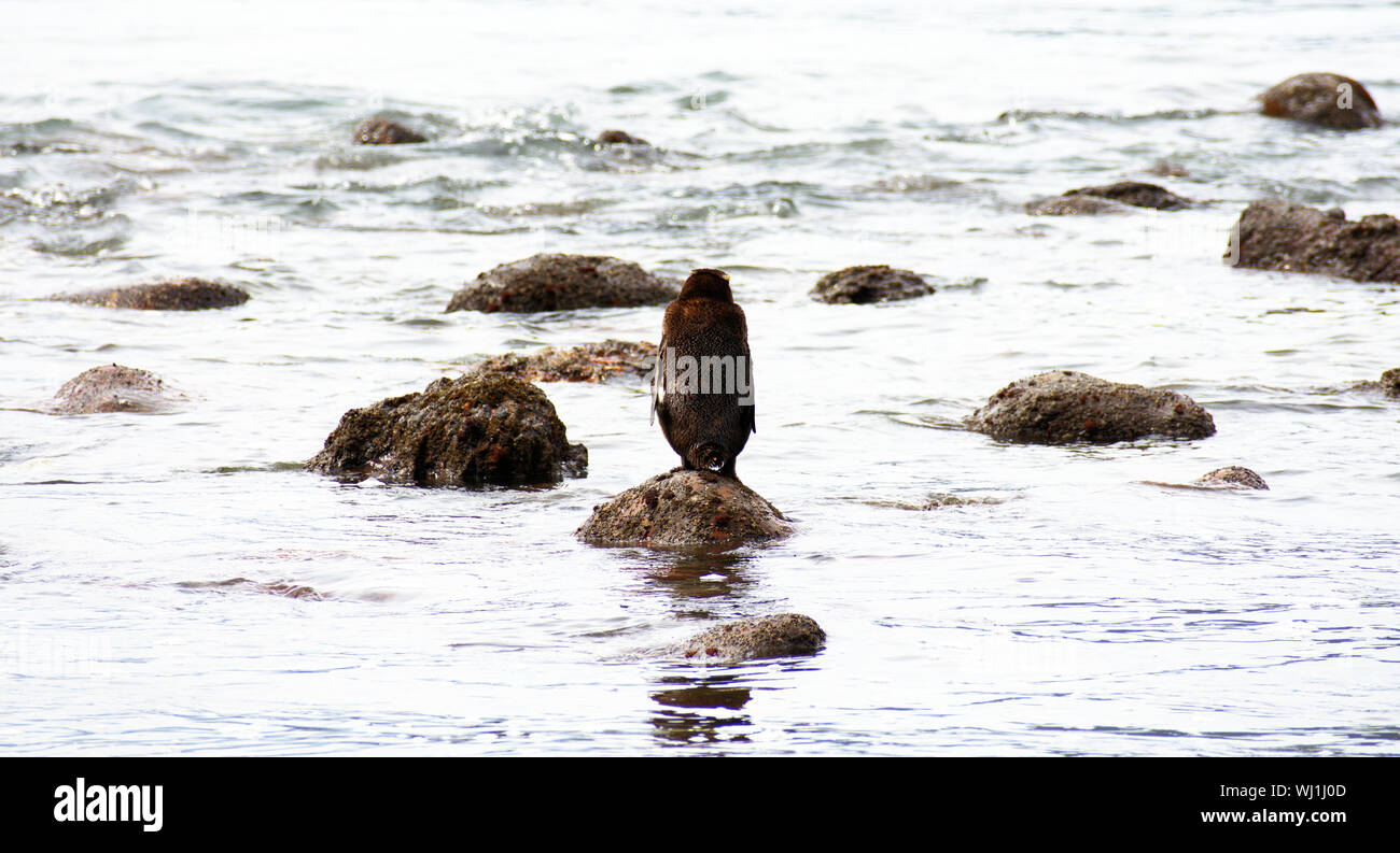 Fiordland crested penguin (Eudyptes pachyrynchus) tawaki looking out to ...