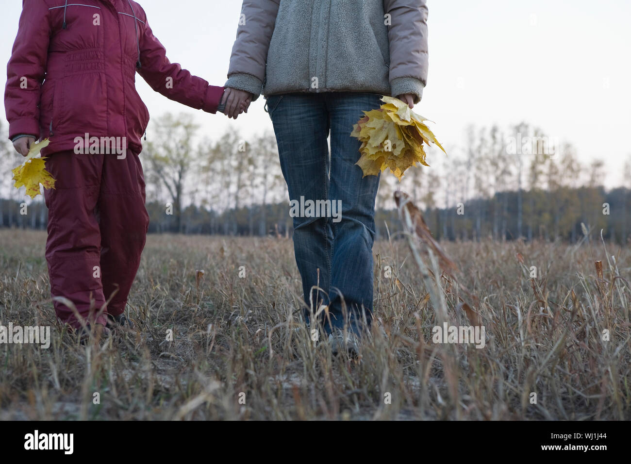 Lowsection of a mother and daughter with maple leaves walking in field ...
