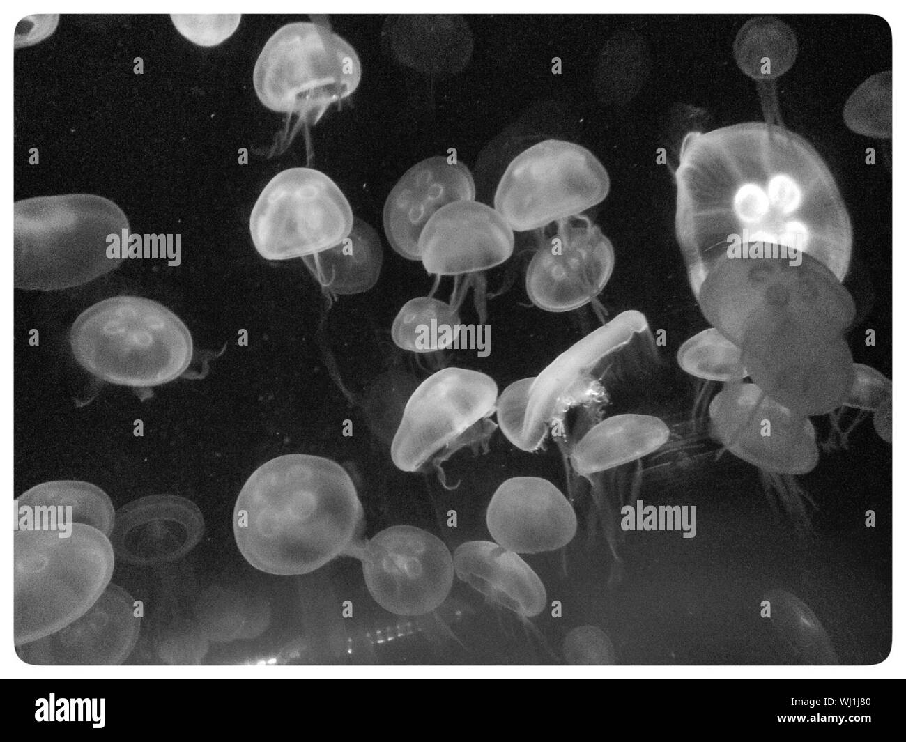 Irukandji Jellyfish Tattoo