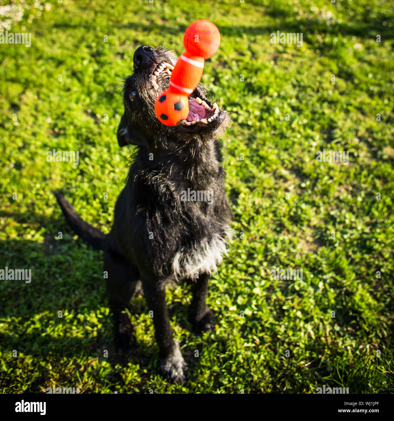 Cute dog playing, catching a toy Stock Photo - Alamy