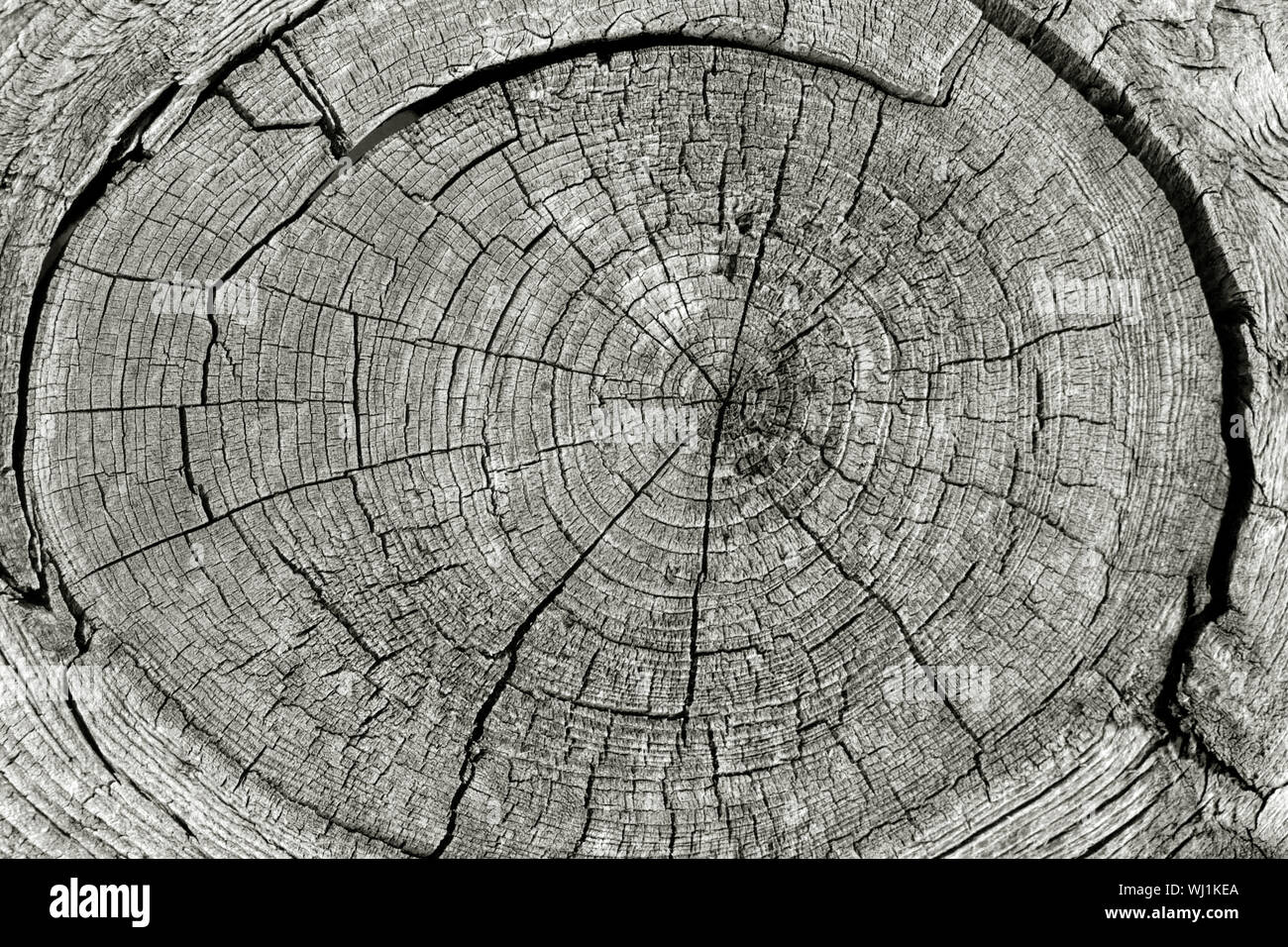Wood cut background texture abstract Stock Photo - Alamy