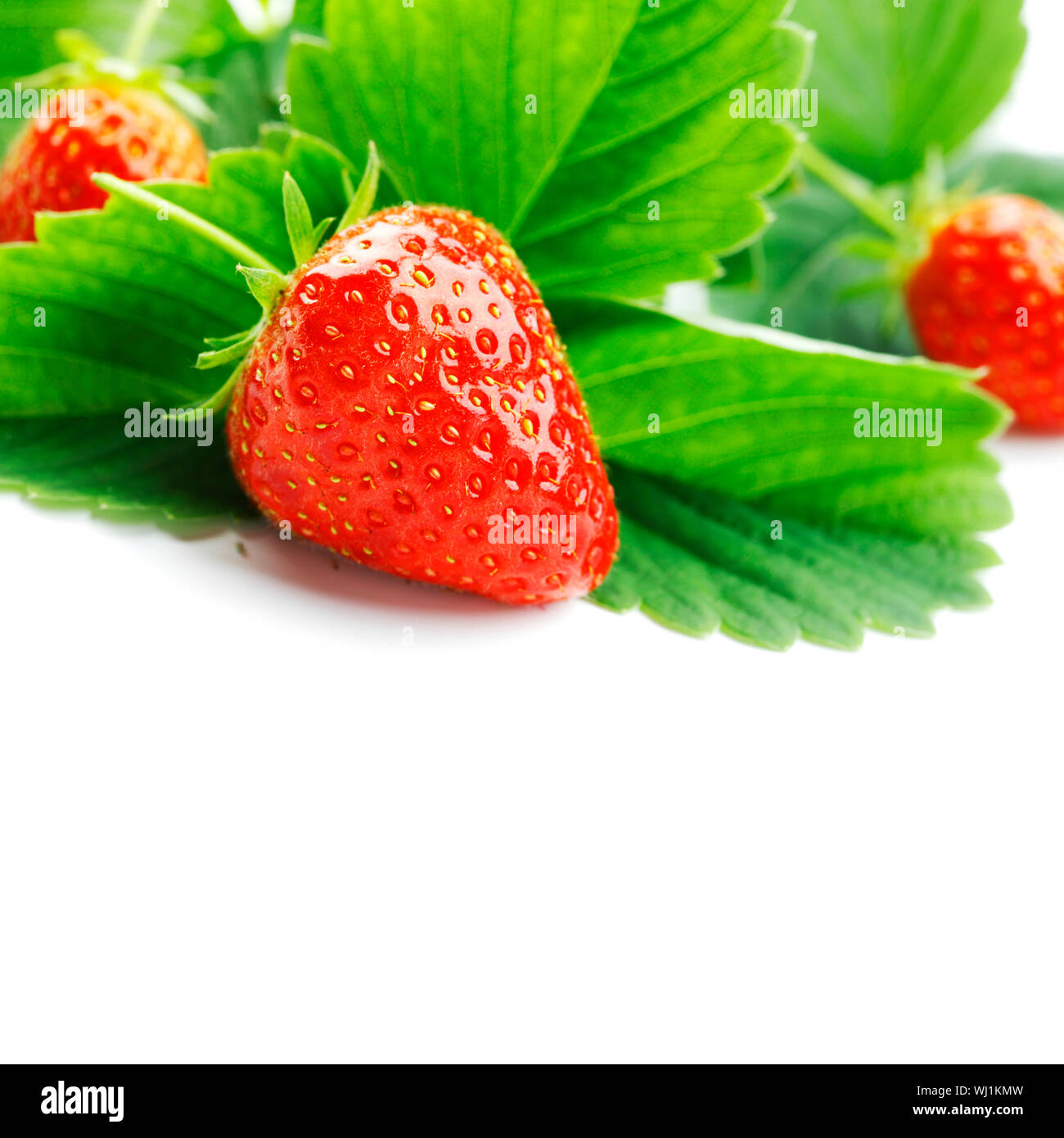 Strawberry with leaves isolated on white background Stock Photo - Alamy