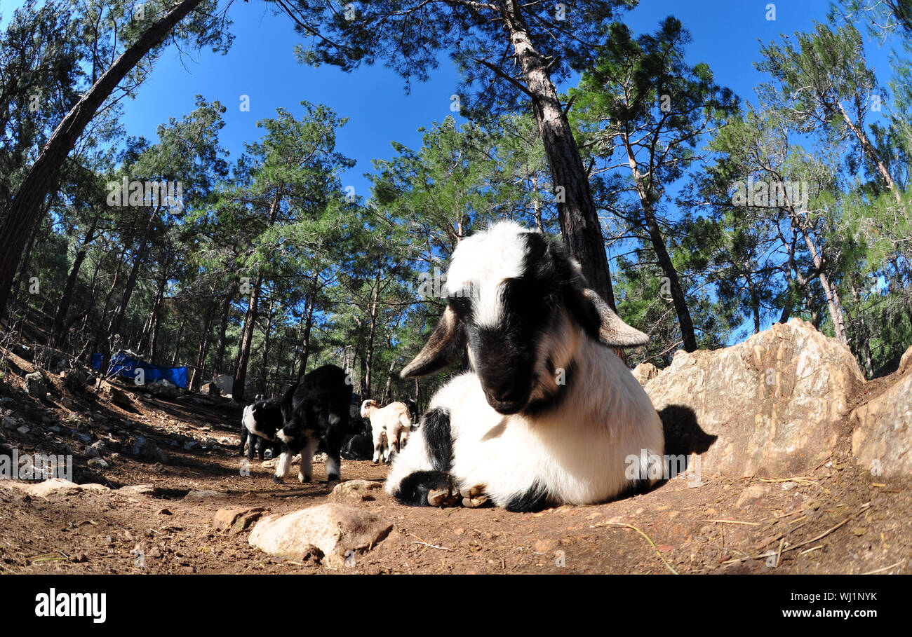photo of curious goat in nature Stock Photo - Alamy
