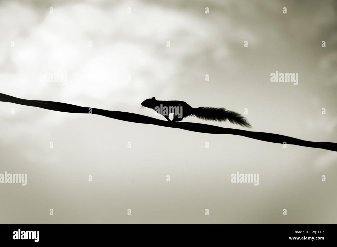 Squirrel on wire hi-res stock photography and images - Alamy