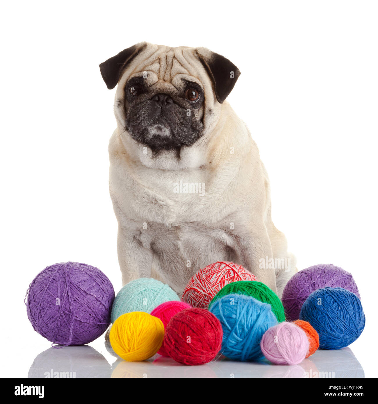 Dog frown hi-res stock photography and images - Alamy